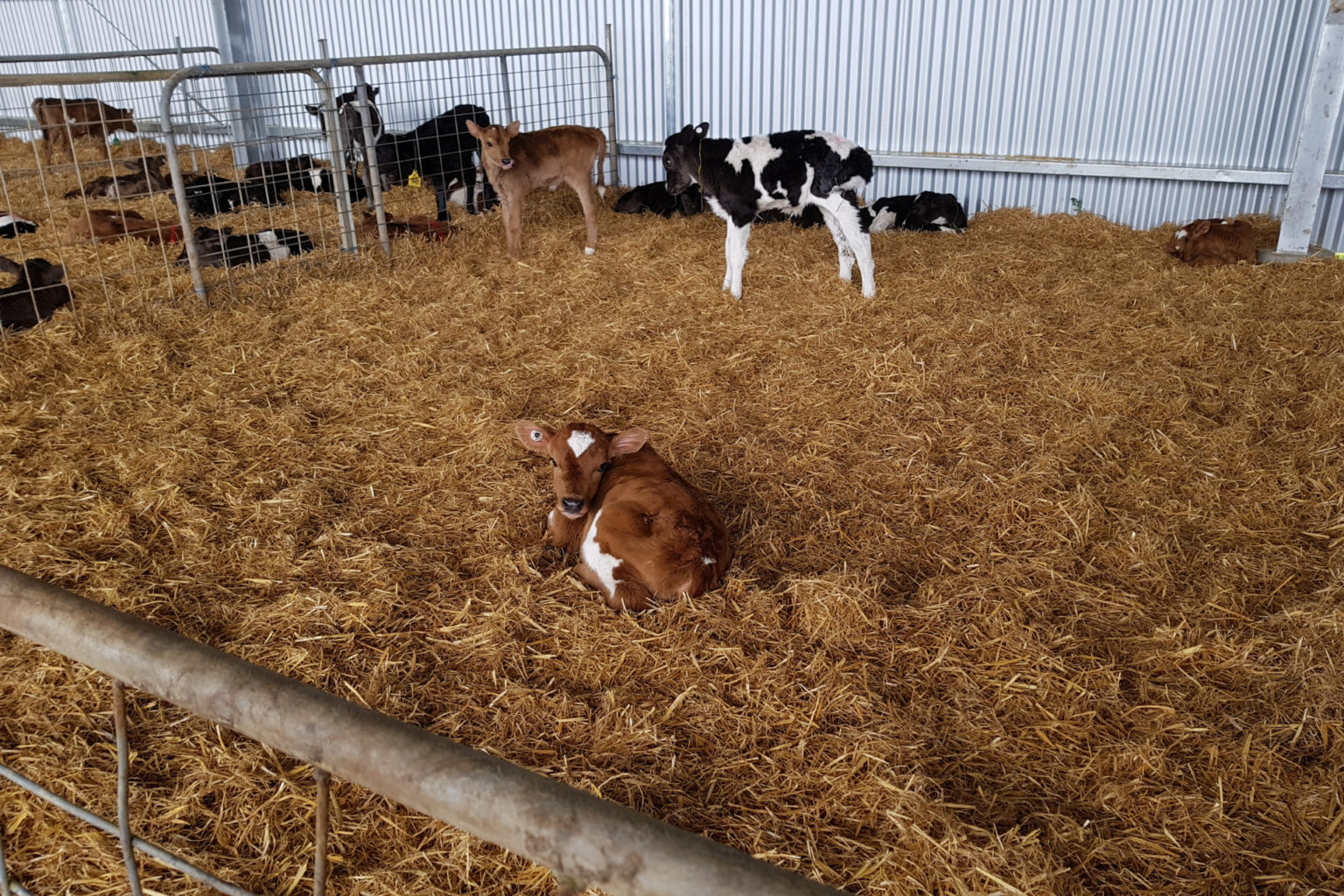 Common Calf Sicknesses & How A Calf Shelter Can Help - Action Steel