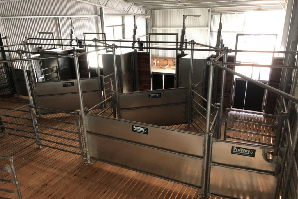 Is Your Shearing Shed Designed For Worker Safety? - Action Steel