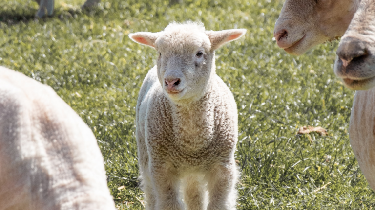 Common Lamb Sicknesses & What To Do About Them - Action Steel