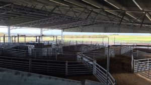 A 34.5m x 28m sheep yard cover - Action Steel