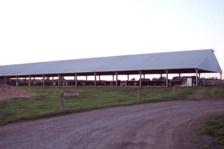 600 cow capacity feed barn with steep pitch for ventilation - Action Steel