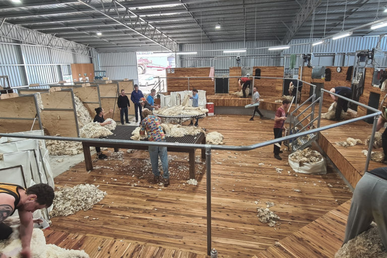 Is Your Shearing Shed Designed For Worker Safety? - Action Steel