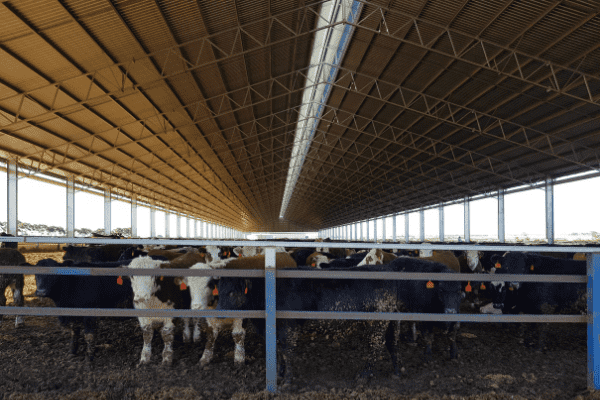 Providing Shade For Cattle - Action Steel