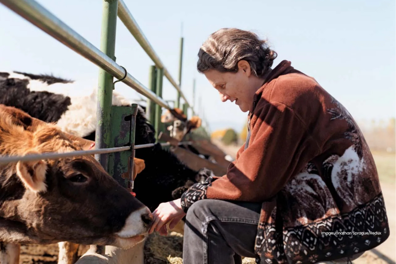 What Is Low-Stress Livestock Handling? - Action Steel