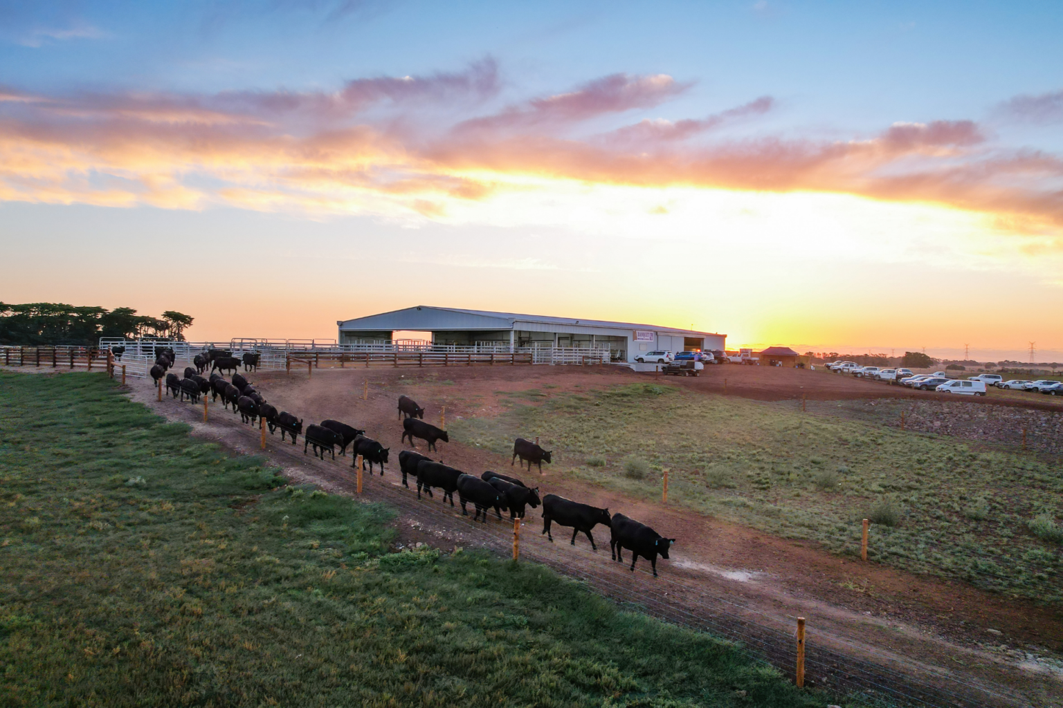 8 Covered Cattle Yards To Inspire Your Project - Action Steel