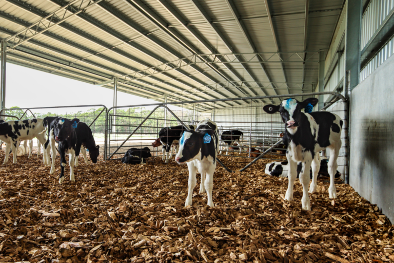 How To Keep Your Calf Shed Clean - Action Steel