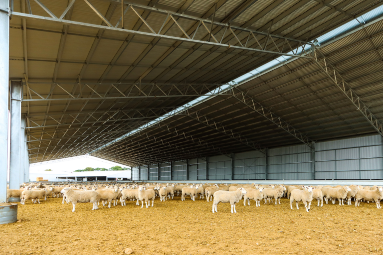 30 Metre Span Lamb Feedlot Cover - Action Steel