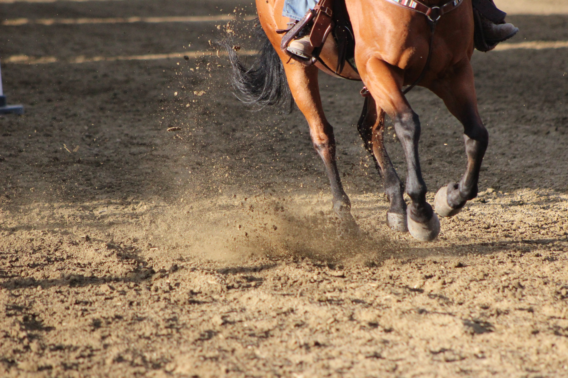How Much Does It Cost to Build A Horse Arena Cover? - Action Steel