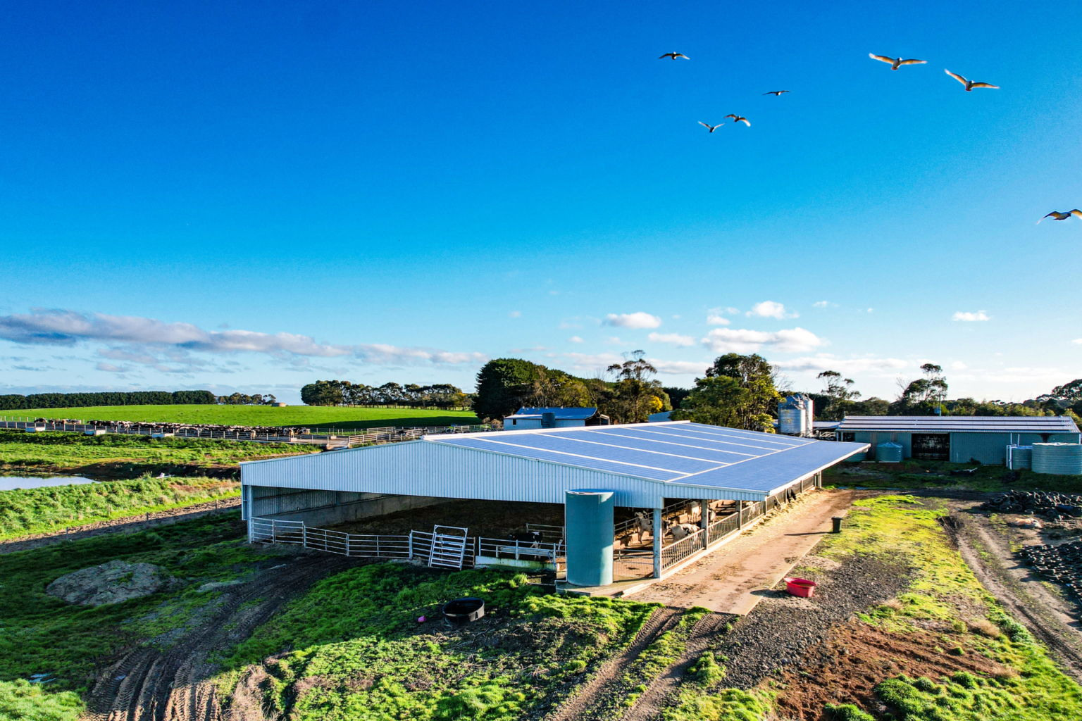 9 Calving Shelters & Calf Shed Projects To Inspire Yours - Action Steel