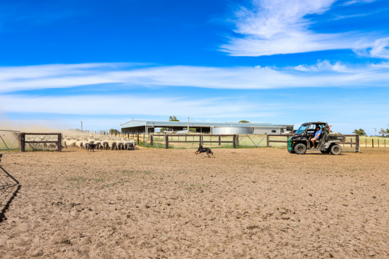 30 Metre Span Jakabul Shearing Shed Complex - Action Steel