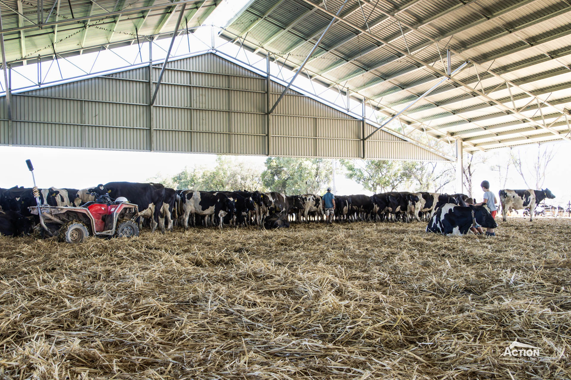 Loafing Barn System A Valuable Management Tool for Cow Comfort
