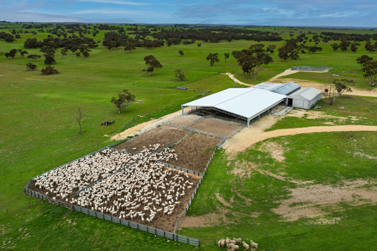 The Benefits Of Covering Sheep Yards & How To Capitalise On Them ...