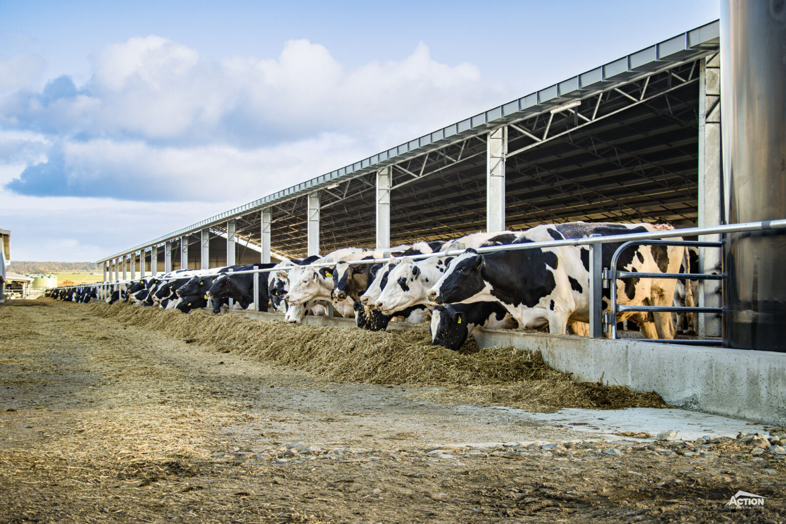1400 Cow Dairy Using Action Dairy Barns - "It's Just Easy" - Action Steel